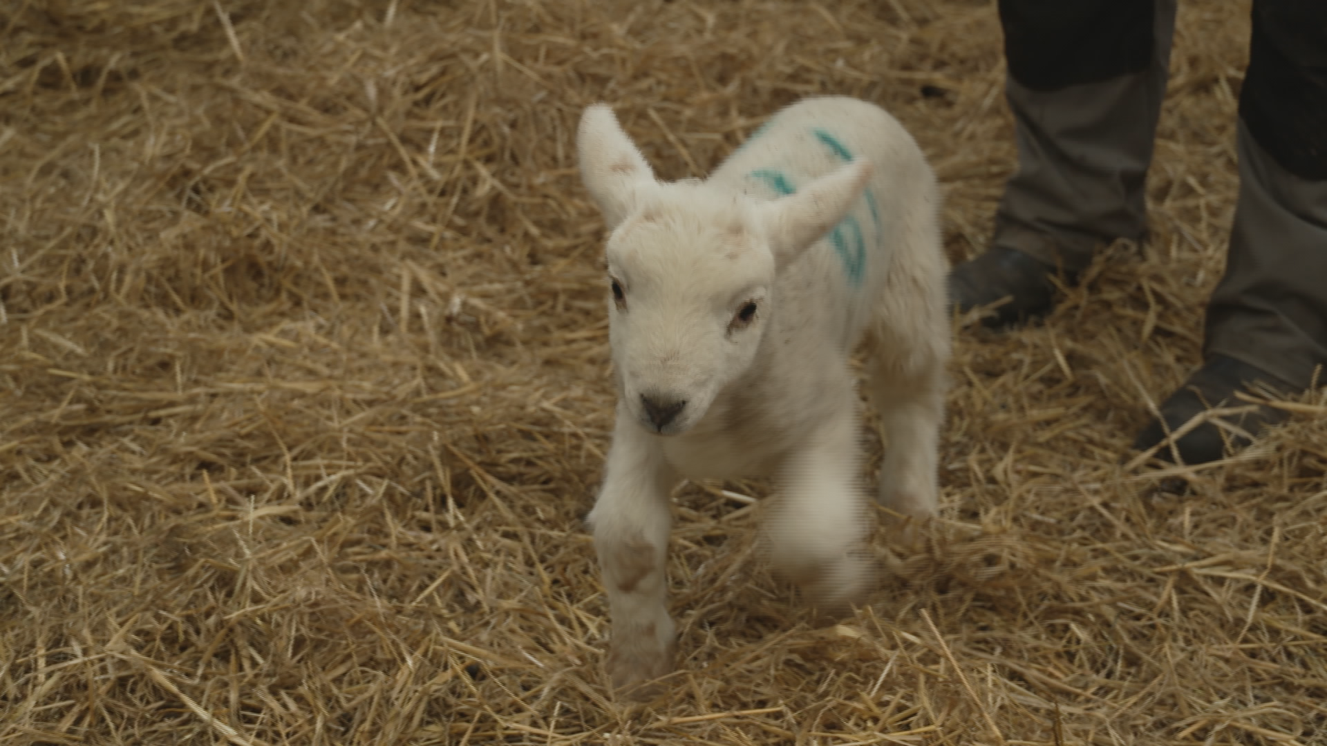 Farmers say wet weather is having deadly impact on lambing season | ITV ...