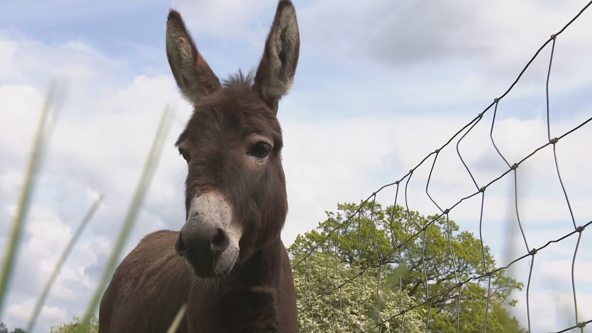 Fresh appeal for help to find newborn foal snatched from Hampshire ...
