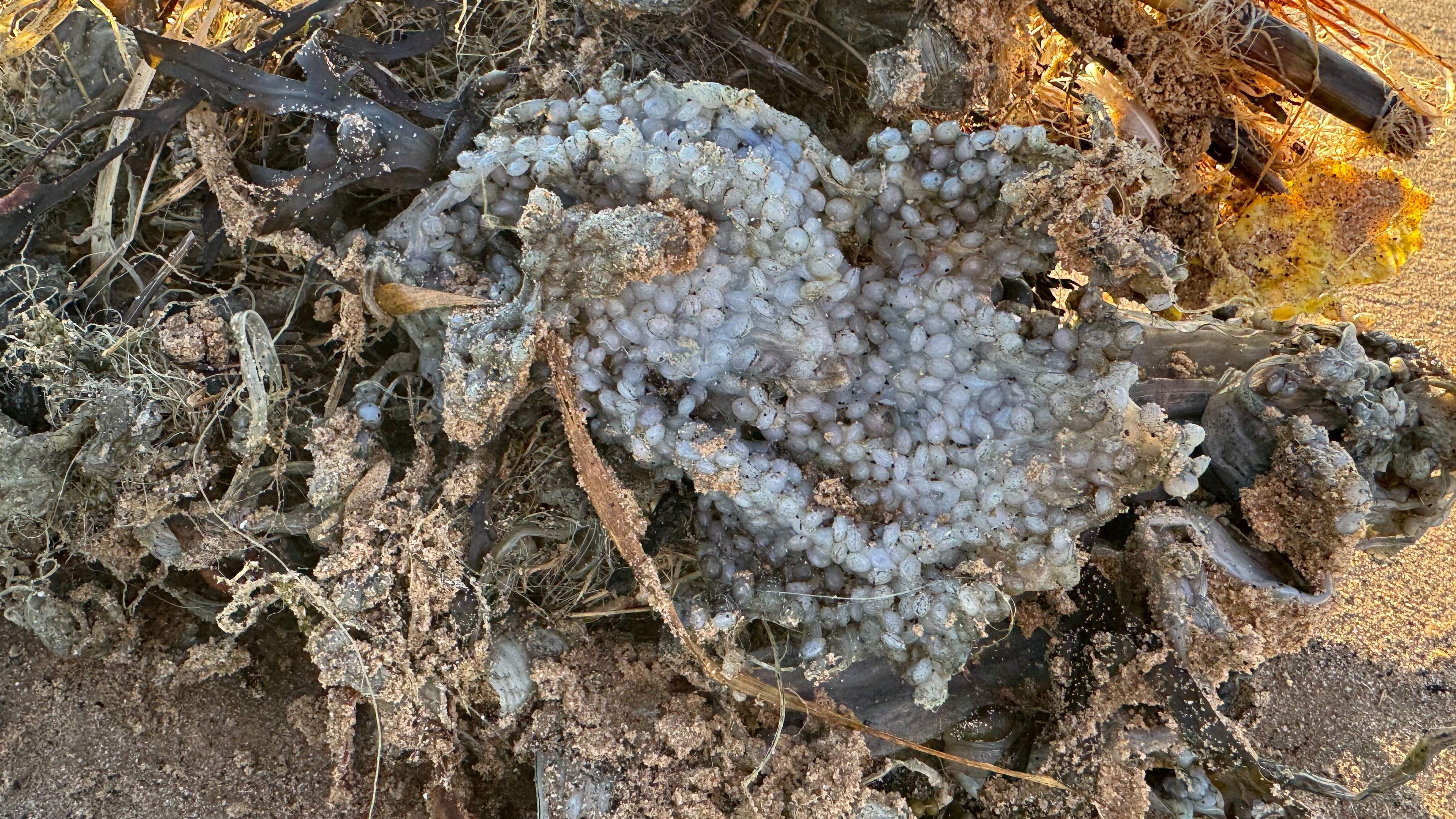 Wildlife fears after plastic 'nurdles' from ship collision wash up on ...