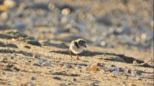 A golden year for plover chicks in Alderney | ITV News Channel