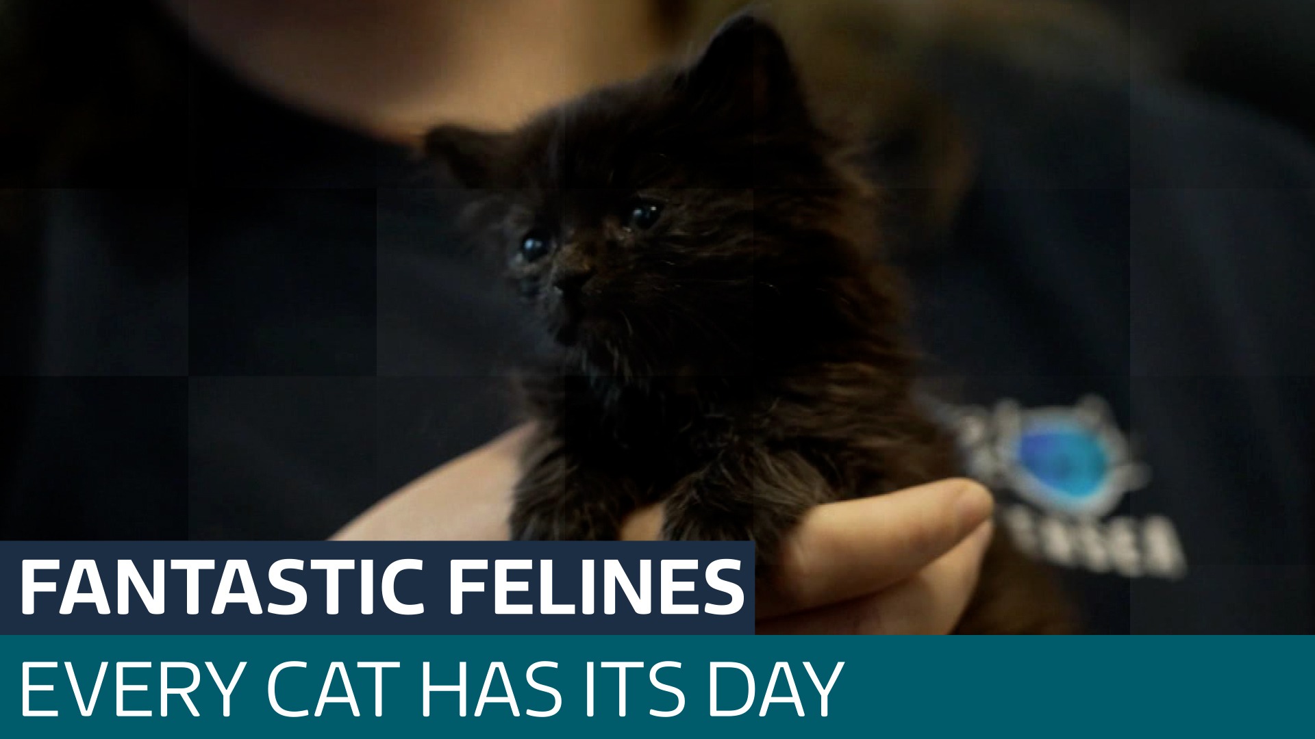 Battersea's feline friends - pet home celebrates special day as they ...