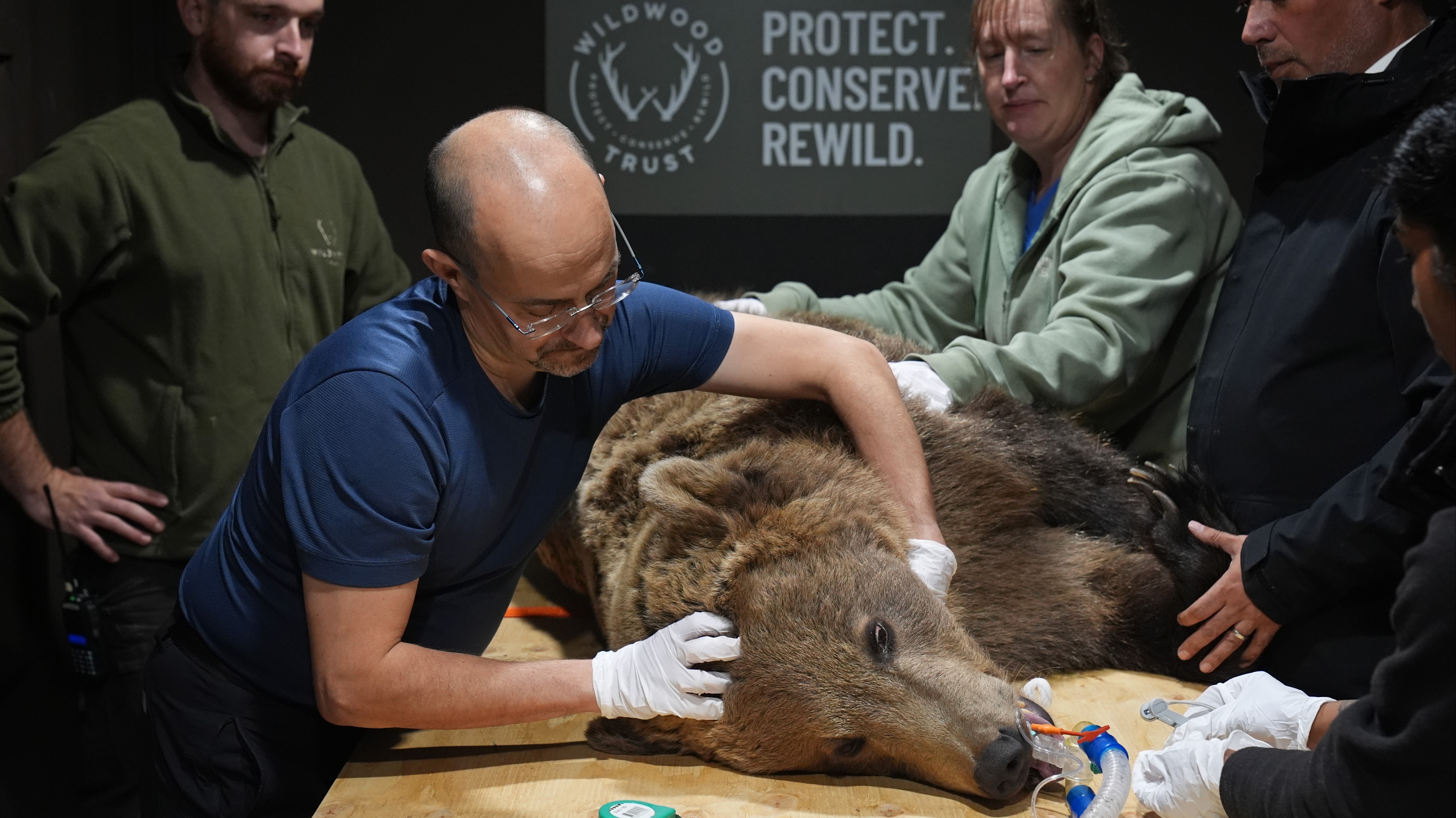 Brown bear undergoes brain surgery in UK first at Kent wildlife park ...