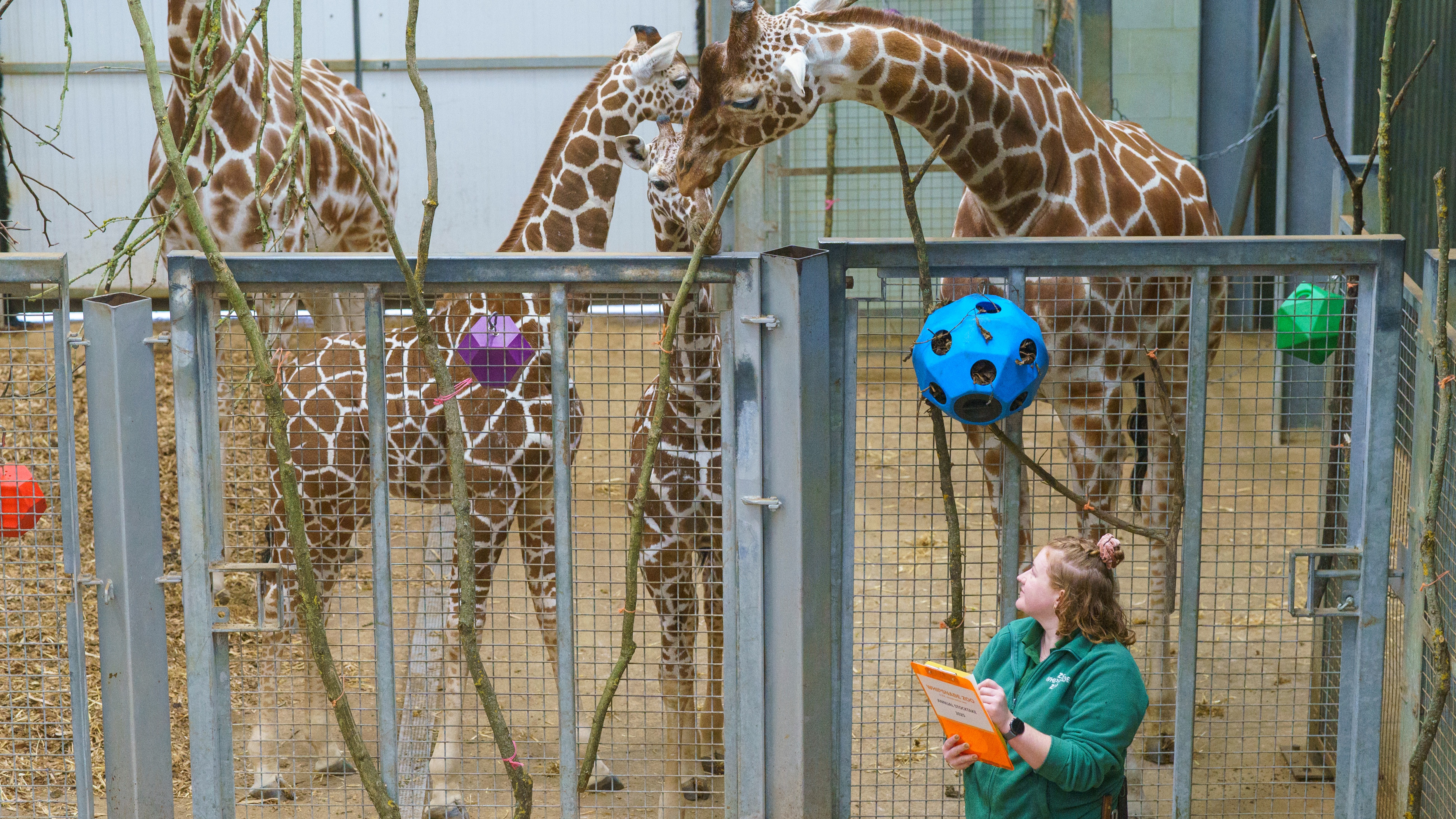 Whipsnade zookeepers carry out stock take with a difference by counting ...