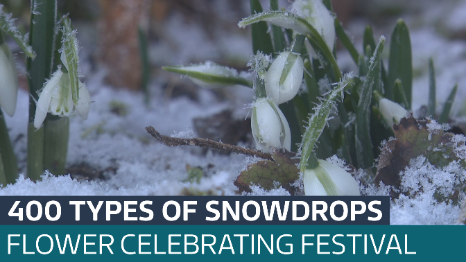 400 different types of snowdrops celebrated at Devon festival - Latest ...