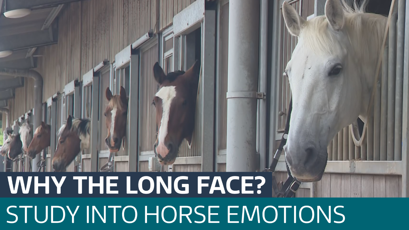 The breakthrough by scientists in understanding the emotions of horses ...