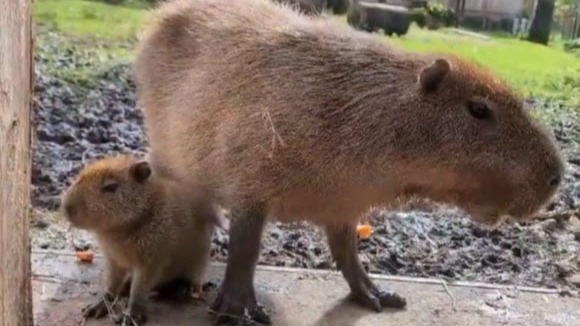 Lotherton Wildlife World in Leeds welcomes surprise new arrival of ...