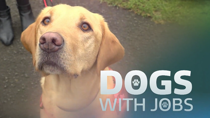 Dogs With Jobs - Latest From ITV News