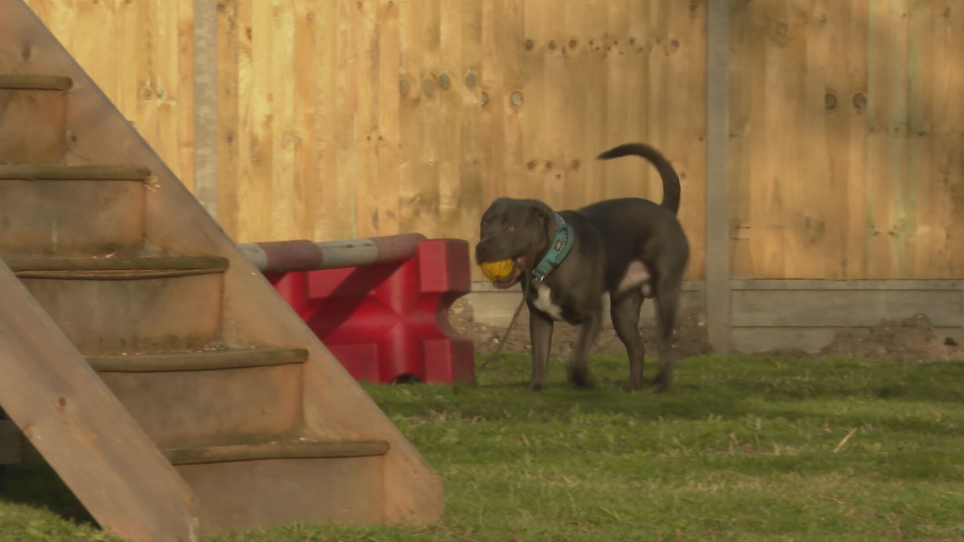 Thanet woman spends £10,000 fencing off exercise field for XL bully ...