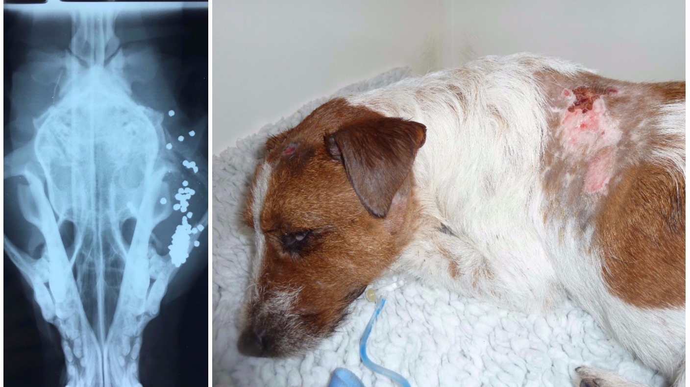 'It’s heartbreaking': investigation after dog shot in face at point ...