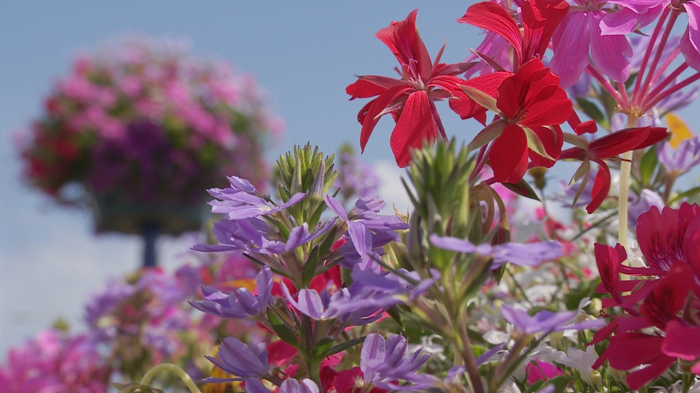 25 years in bloom for Guernsey | ITV News Channel