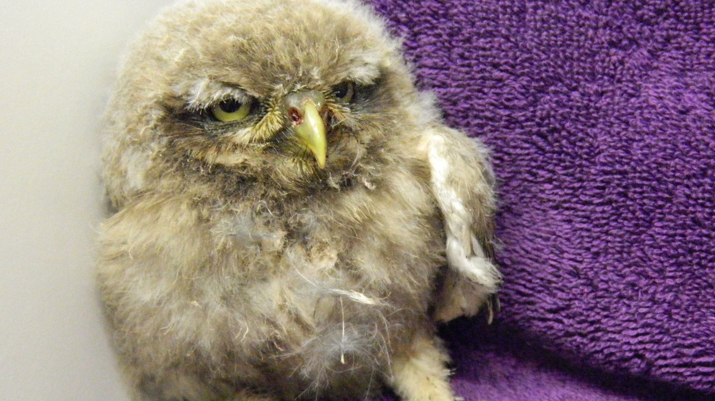 Norfolk wildlife centre sees surge of poorly baby owls | ITV News Anglia