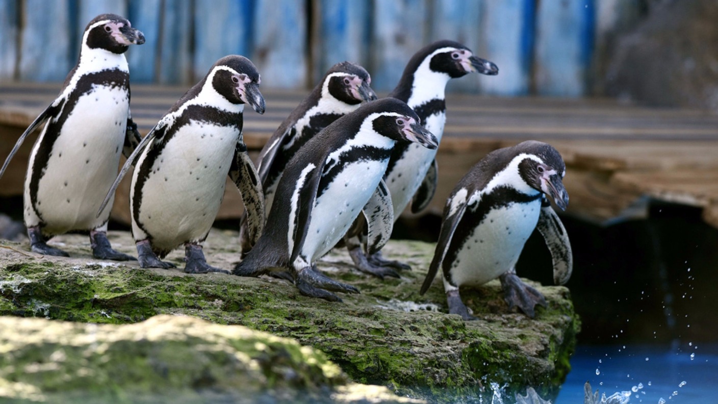 Eight penguins killed by a fox at Chessington World of Adventures | ITV ...