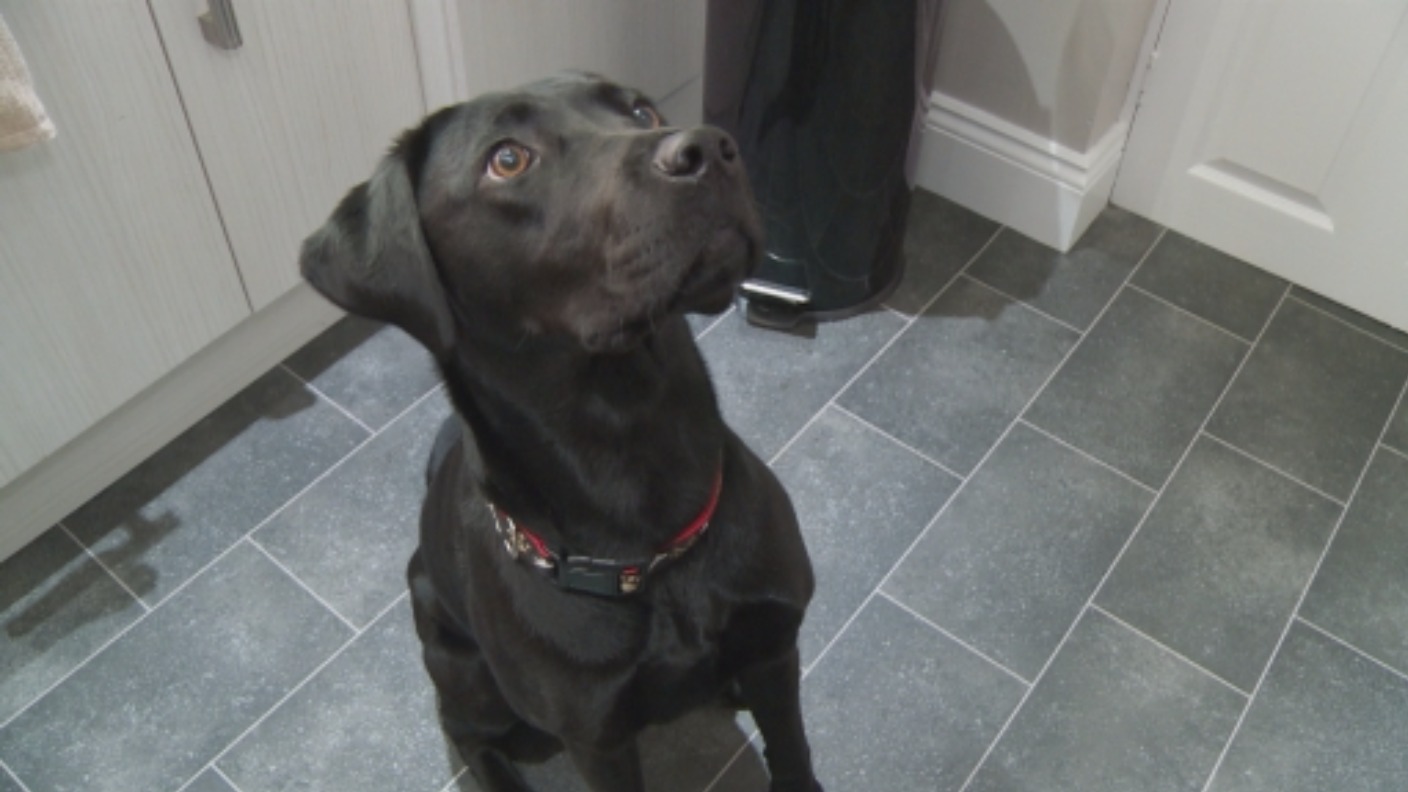 Not a dog's dinner: Labrador eats couple's wedding cake | ITV News Tyne ...