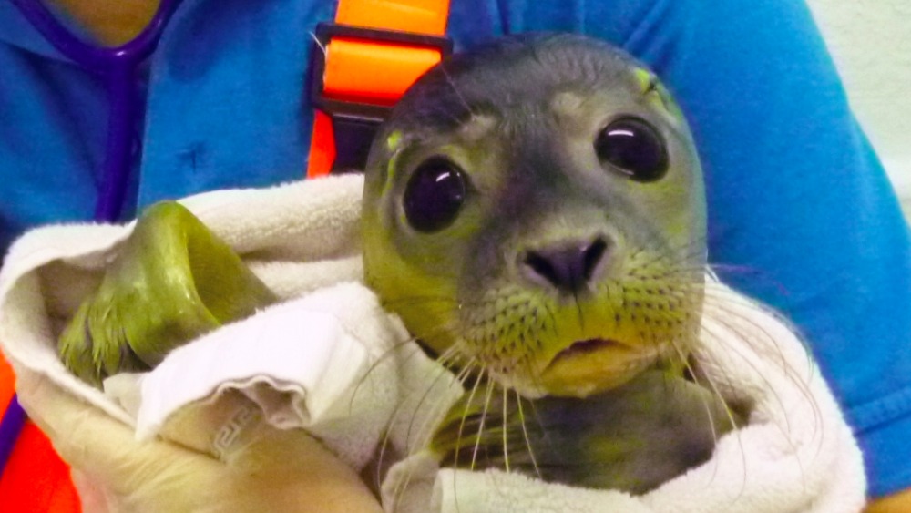 Bathtub seal released back into the wild | ITV News Anglia