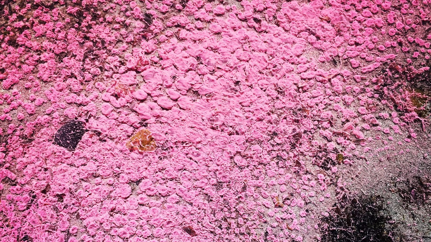 Mysterious pink substance found across our coastline | ITV News Channel