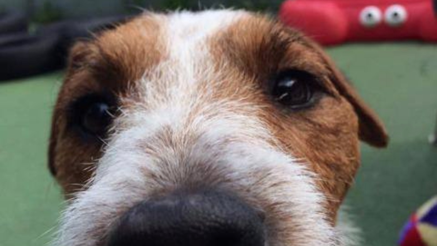 Molly the dog makes miraculous recovery after being shot at point blank ...