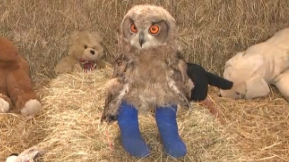 Boo boo the eagle owl wears leg splints due to growth disorder | ITV ...