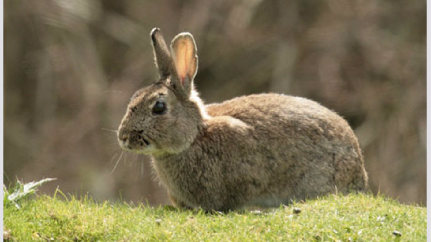 Council shooting rabbits who eat floral tributes at cemetery | ITV News ...