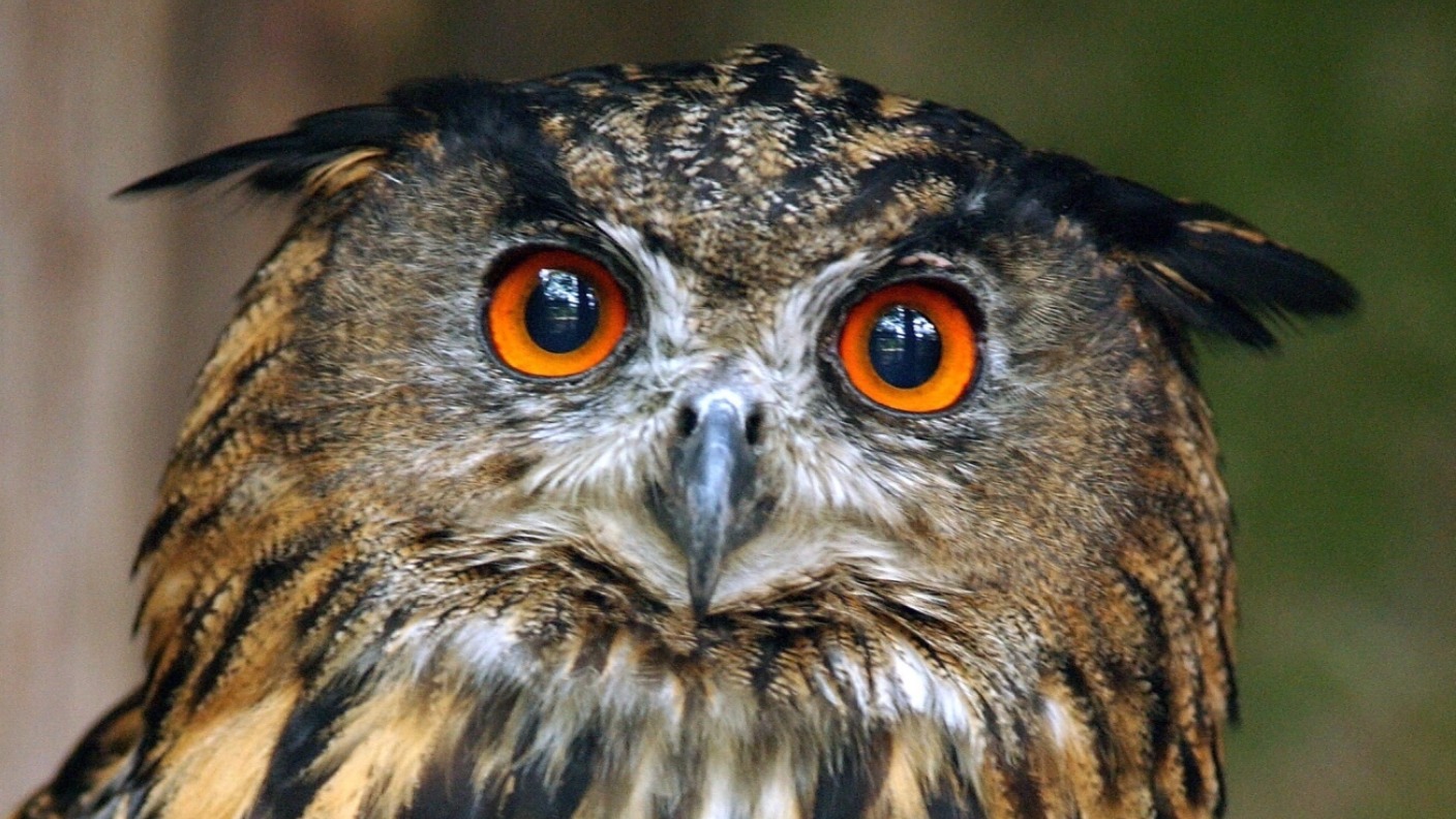 Fowl play? Owl takes out police force's power lines | ITV News