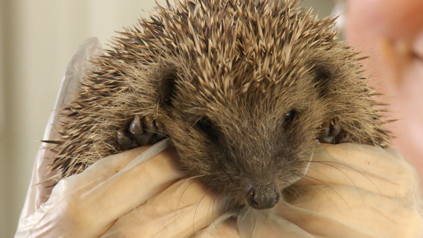 Hedgehog hospital trying to save the prickly creatures | ITV News Anglia