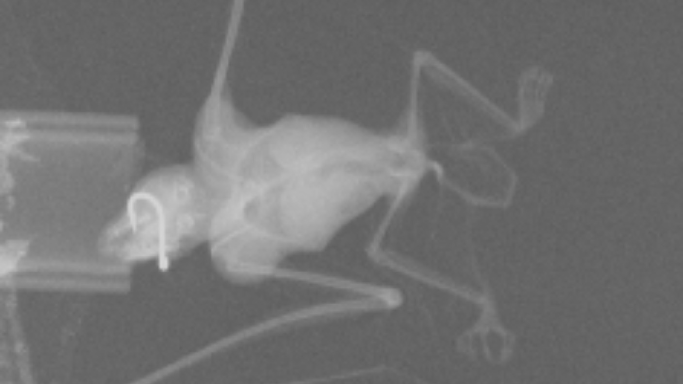 Bat suffers 'horrific' facial injuries from fishing hook | ITV News Central