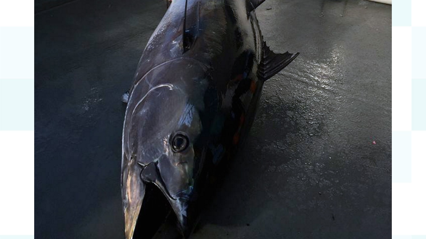 Monster tuna weighing 500lbs found off Pembrokeshire coast | ITV News Wales