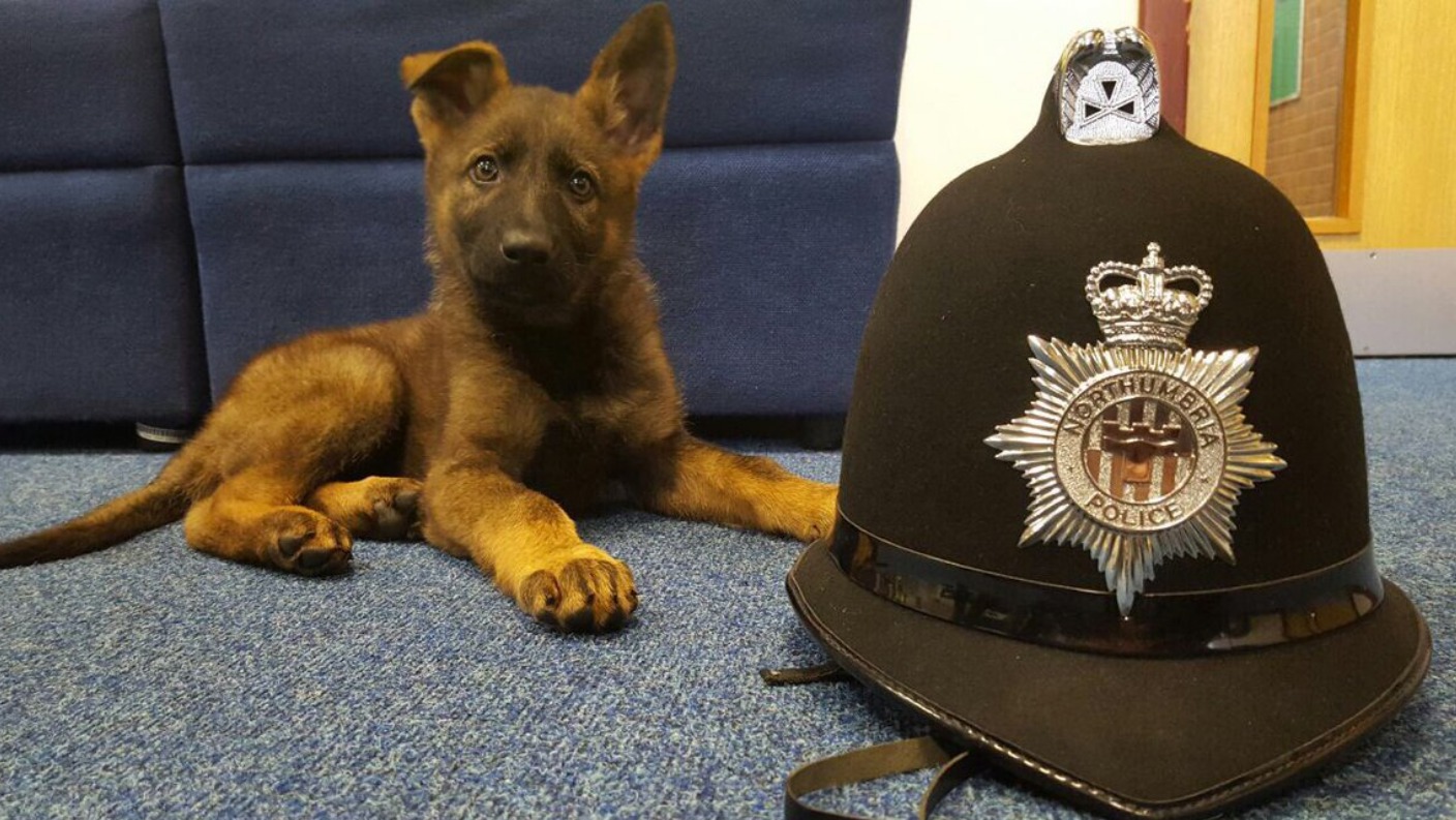 Northumbria Police's new furry recruits | ITV News Tyne Tees