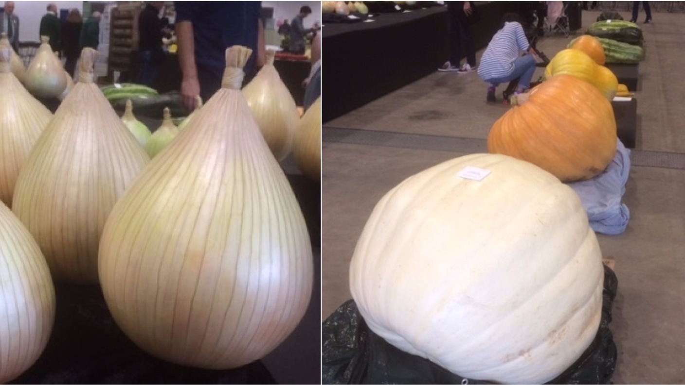 Massive marrows and awesome outsized onions: Record entries for ...