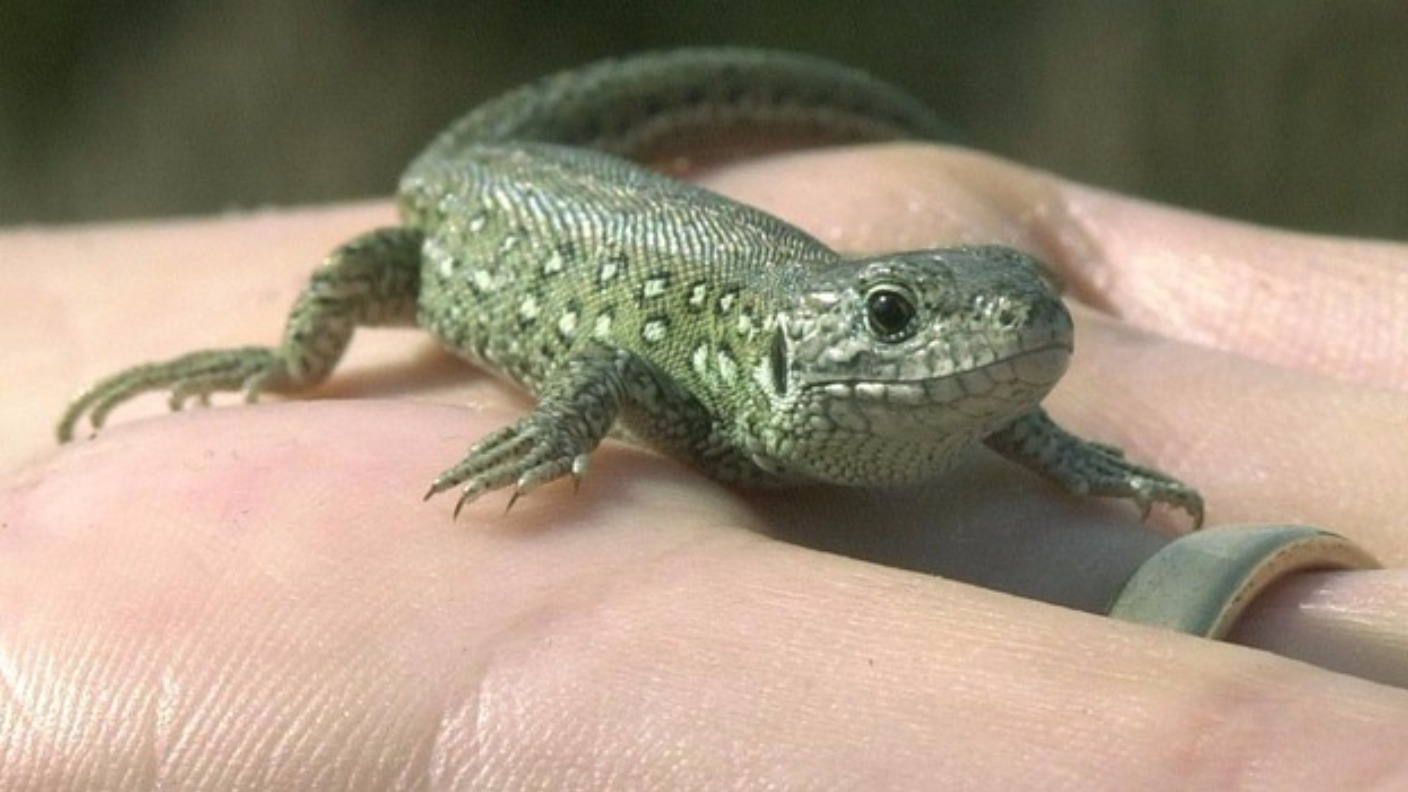 Rising number of stowaway Lizards migrating to Midlands | ITV News Central