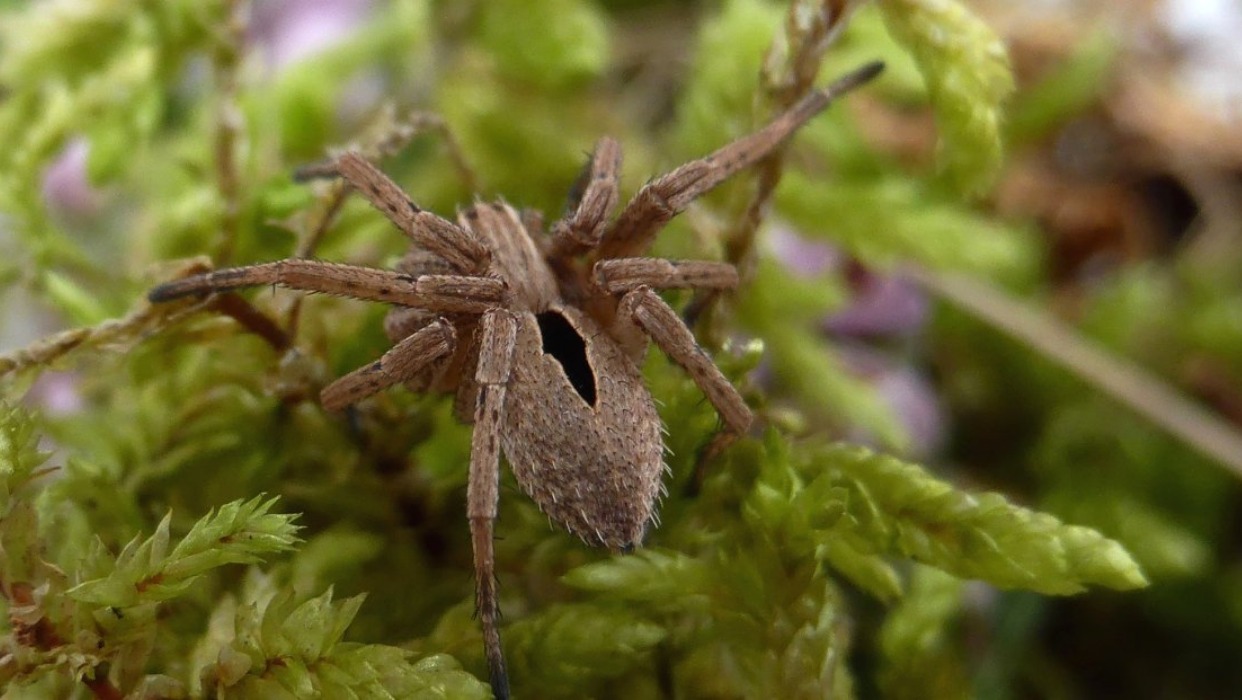Spider presumed extinct found at National Trust site | ITV News Central