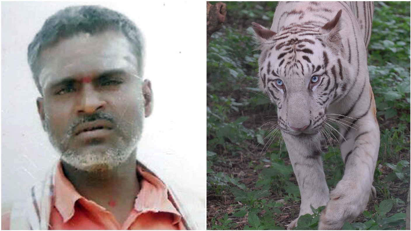 Zoo caretaker mauled to death by White Tiger at India's Bannerghatta ...