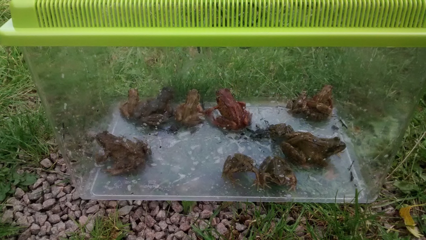 ‘Hoppy’ ending for 12 frogs trapped at bottom of 8ft-deep hole | ITV ...