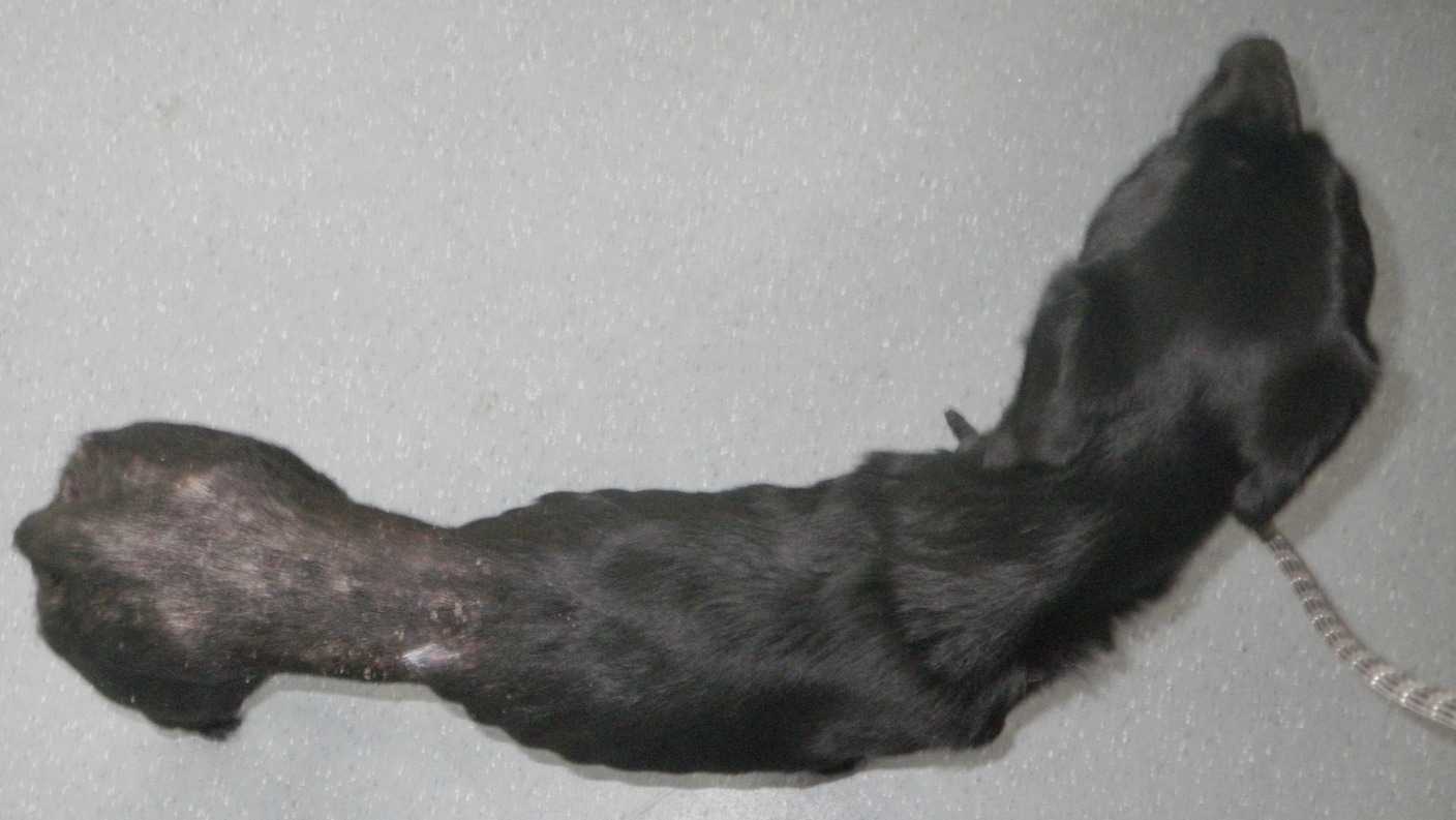 Woman who starved dog disqualified from keeping animals for life | ITV ...