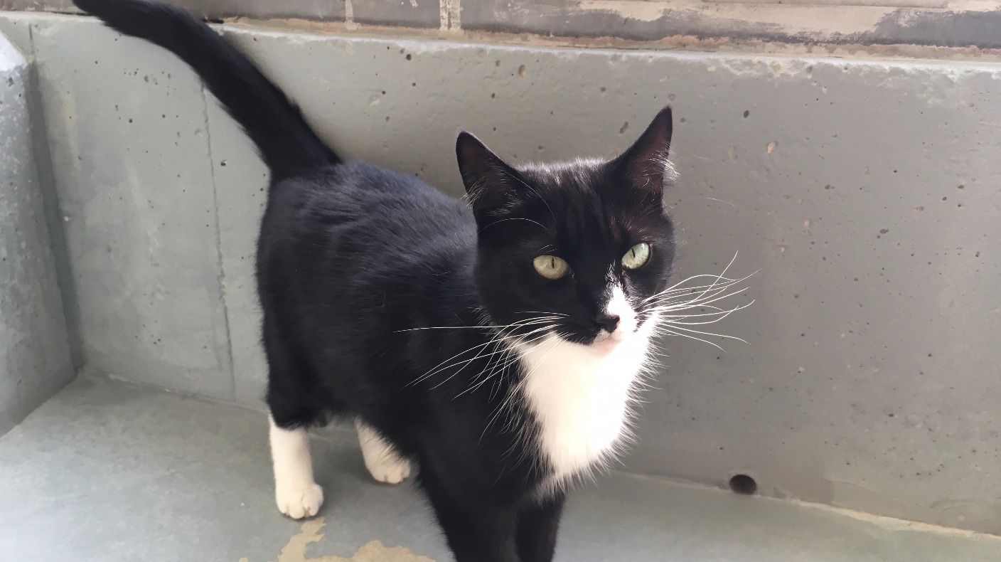 RSPCA seeks home for cattery's two most ignored cats | ITV News Granada