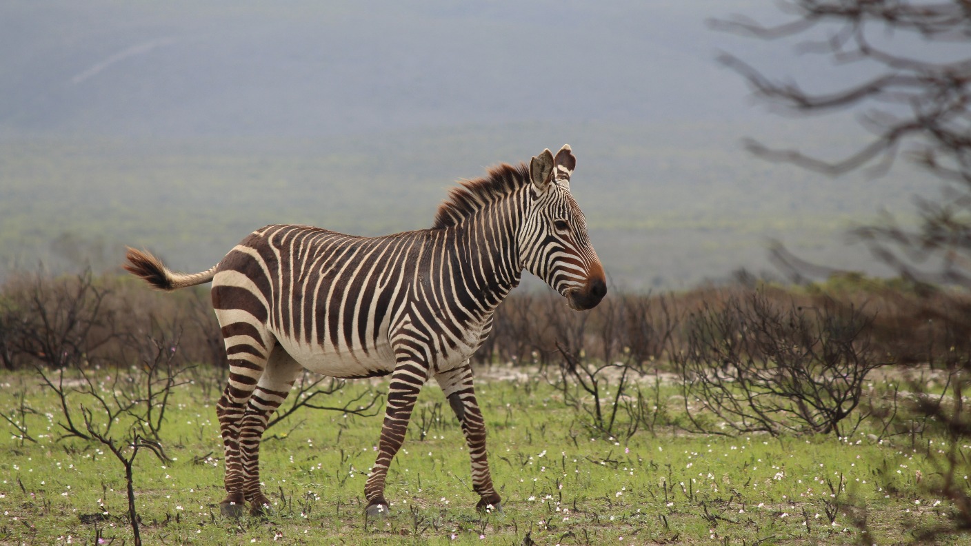 Zebra ‘poo science’ improves conservation efforts according to ...