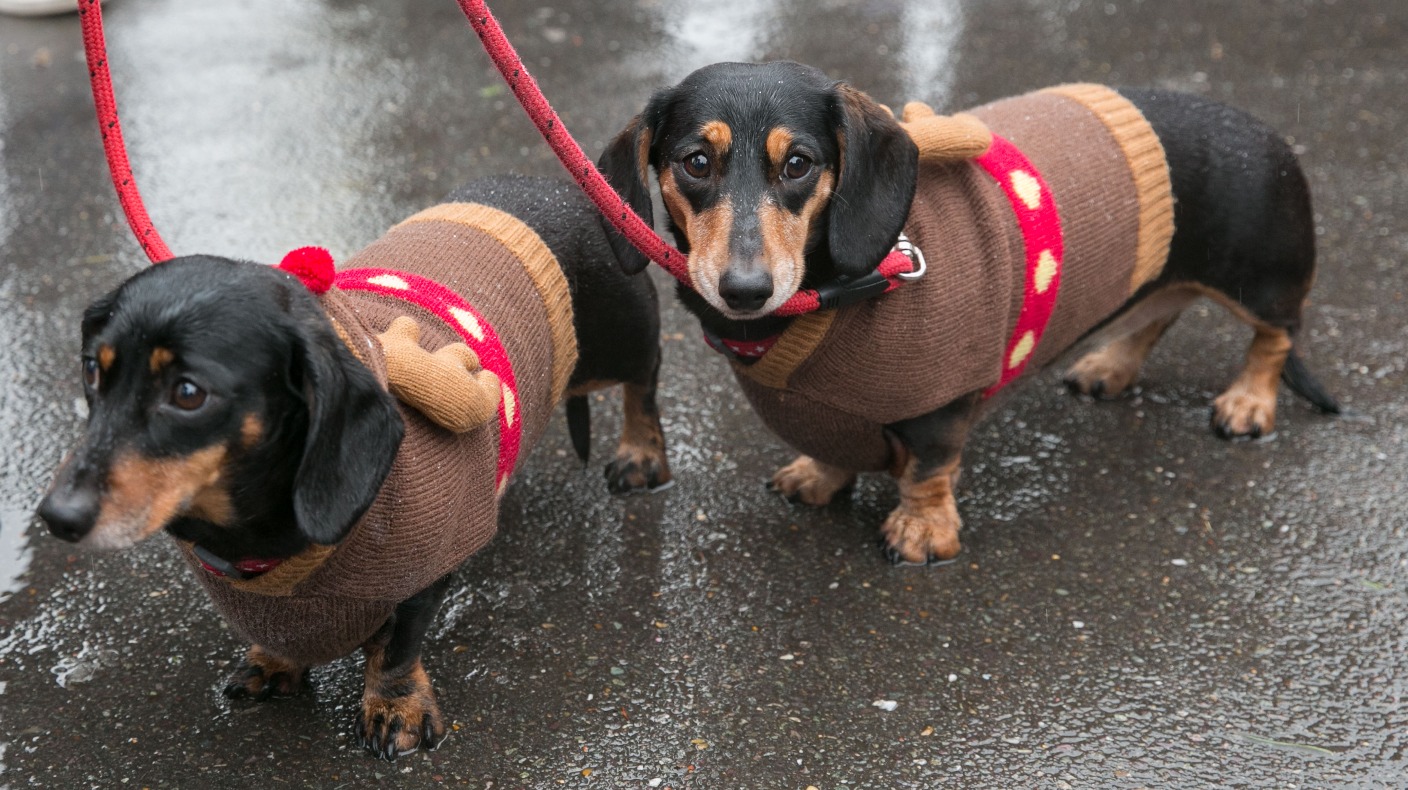 More than 300 dogs brave weather - but did they break a world record ...