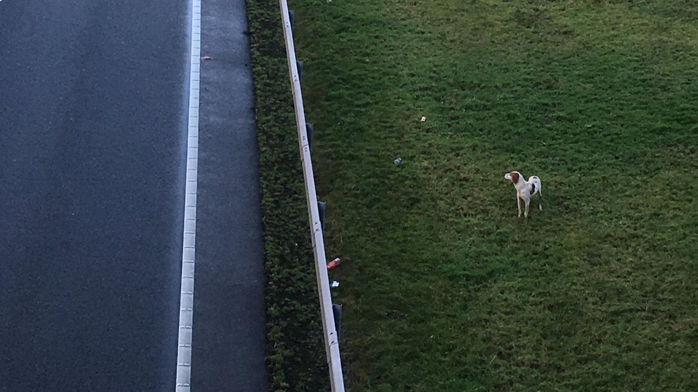 'Number of dogs' running loose on A55 | ITV News Wales