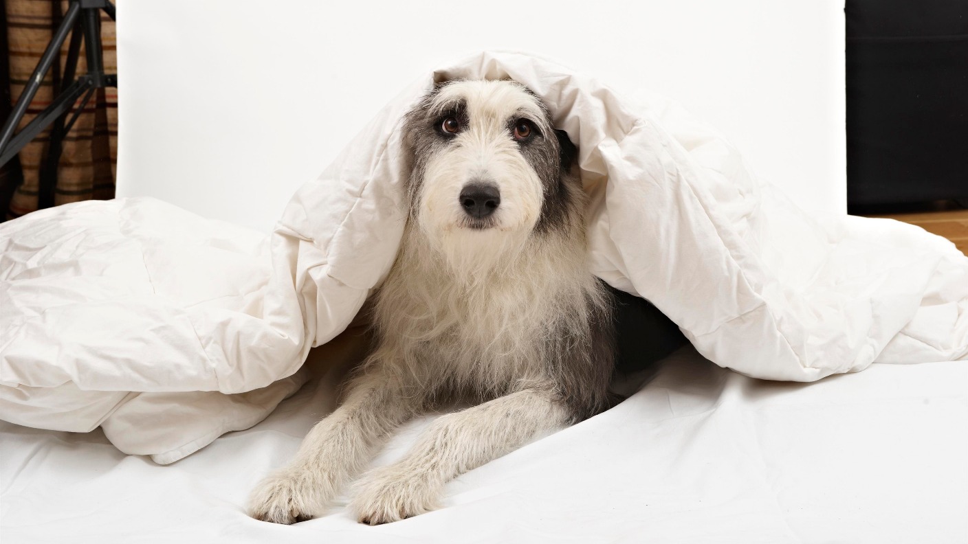Tips to reduce pet distress from New Year's Eve fireworks | ITV News Wales