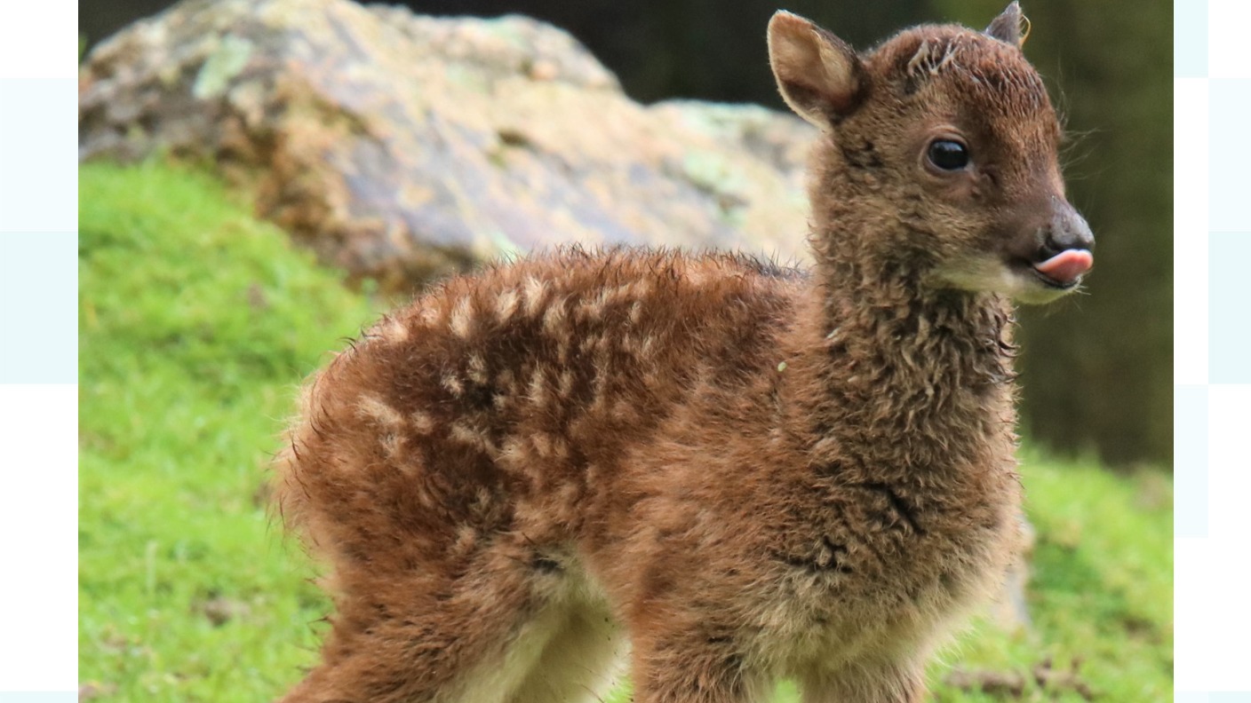 Adorable - and very rare - deer is born at Newquay Zoo | ITV News West ...