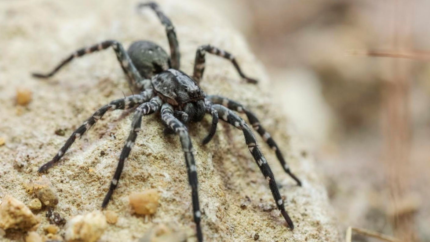 Longleat joins rescue programme for extremely rare spider | ITV News ...