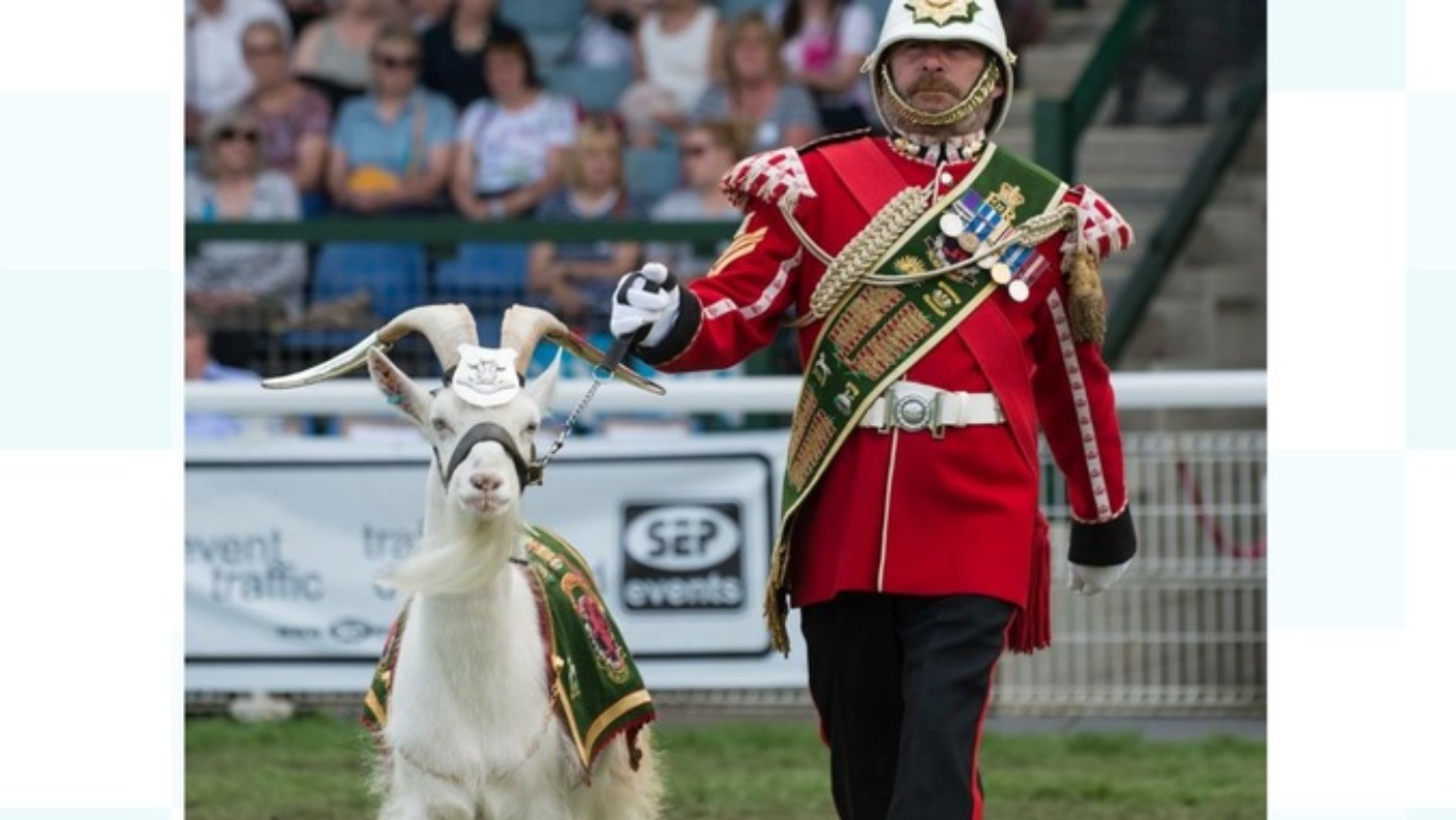 Army's next regimental goat evades capture on Great Orme | ITV News Wales