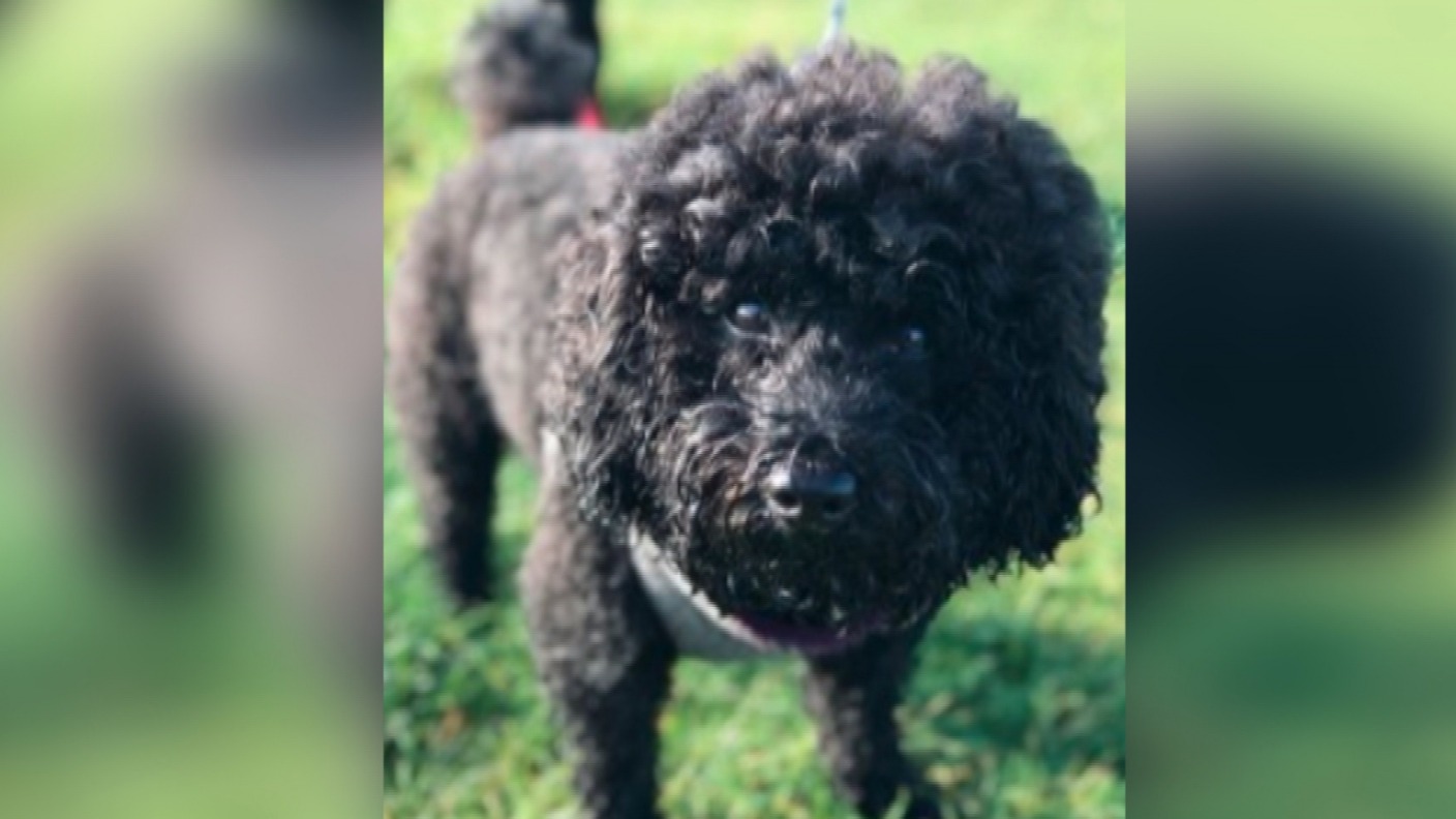 Still no sign of missing Meatball the poodle with heart problems | ITV ...