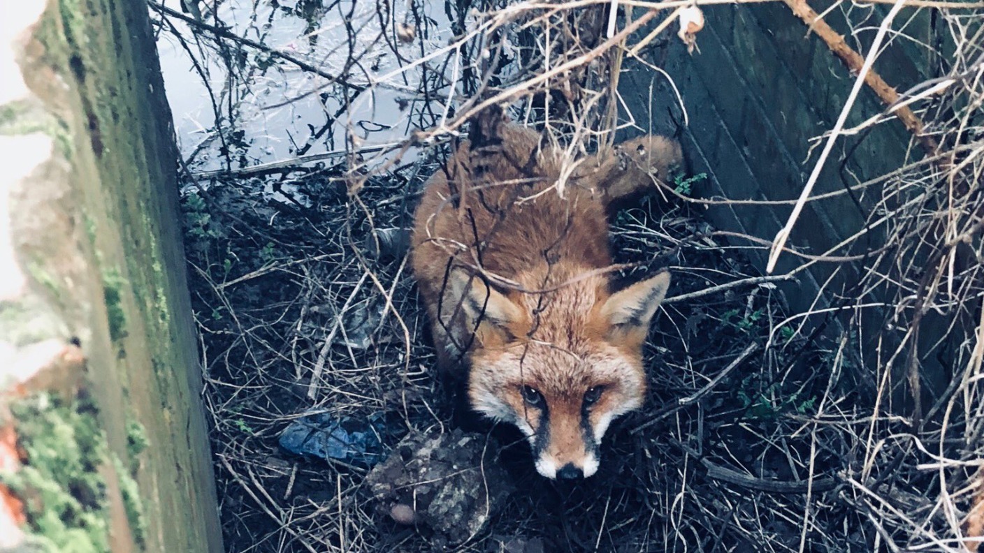 Child saves fox at risk of drowning | ITV News Central