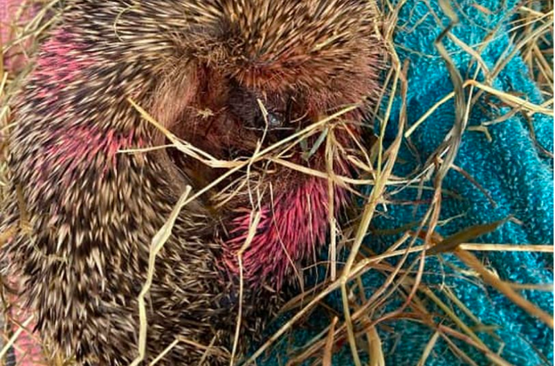 Cornwall rescue organisation left bewildered after discovering pink ...