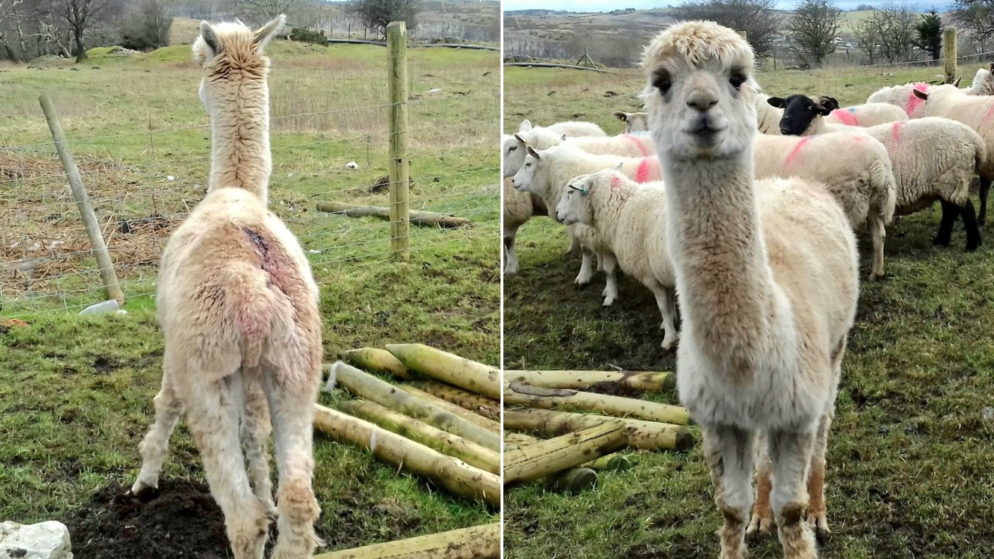 Eight sheep killed and alpaca injured in dog attack in North Wales ...