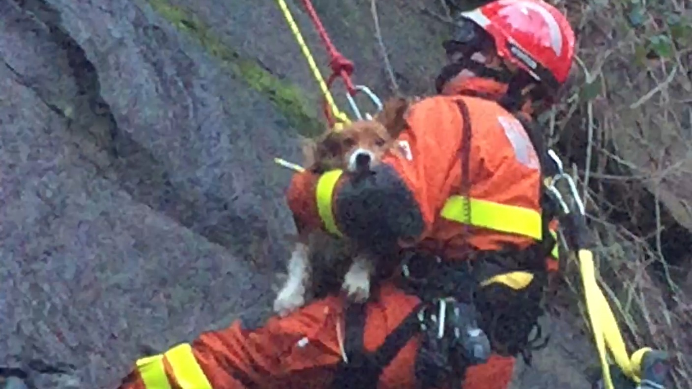 Dog trapped 50ft up cliff during earthquake rescued by fire crews | ITV ...