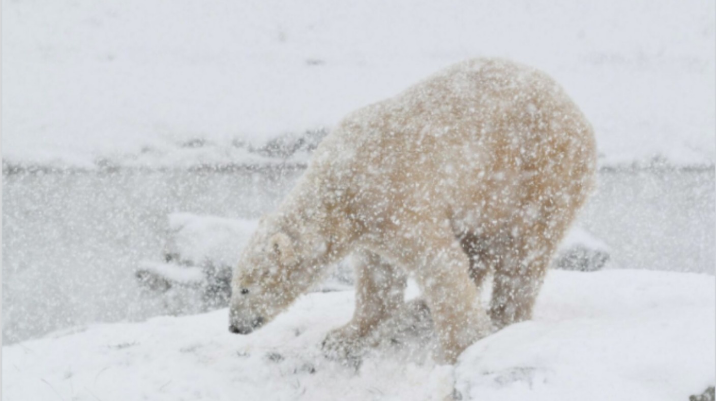Lovely weather ..... for polar bears | ITV News Calendar