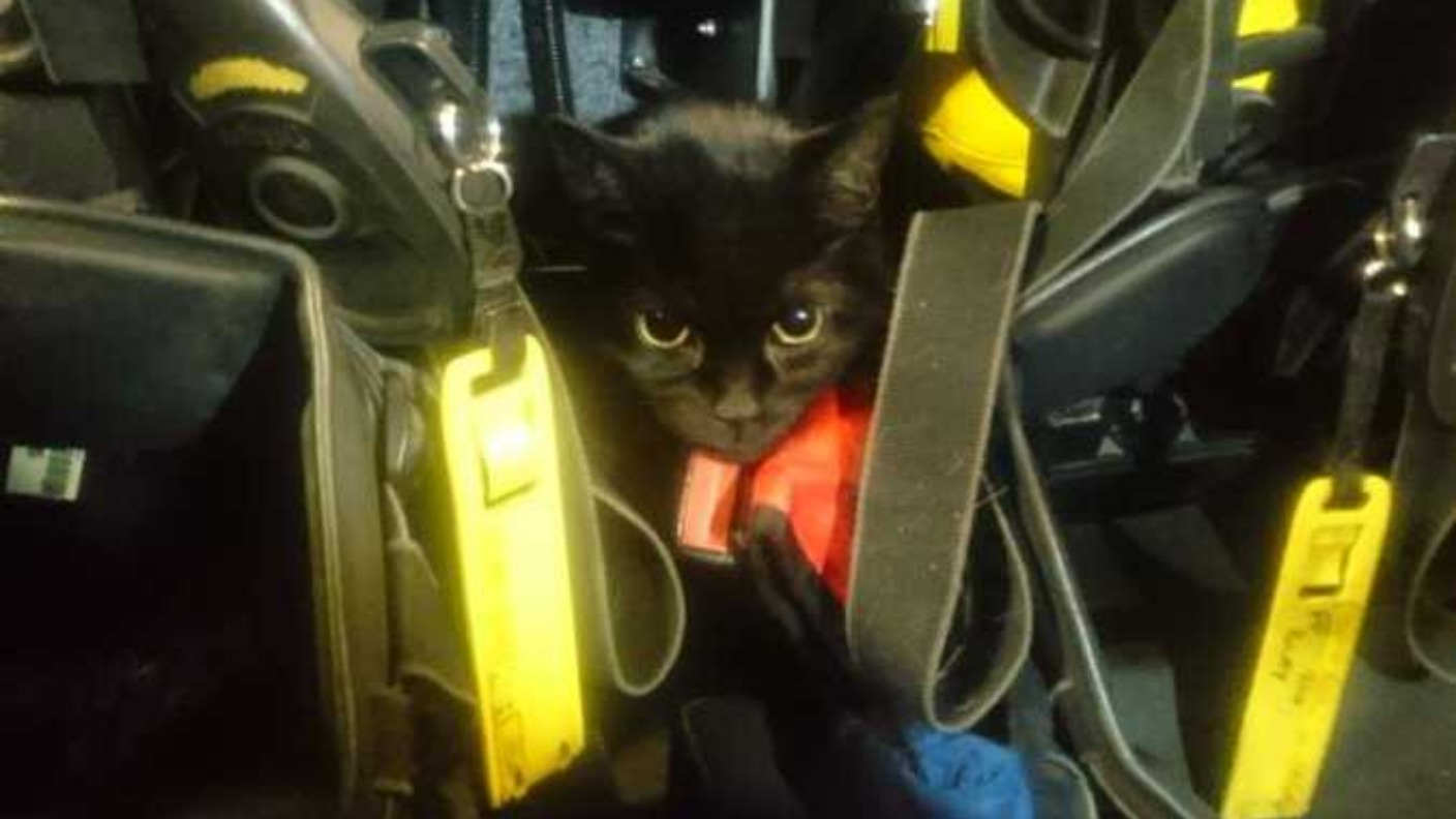 RSPCA officer battles through blizzard to care for cat rescued from ...