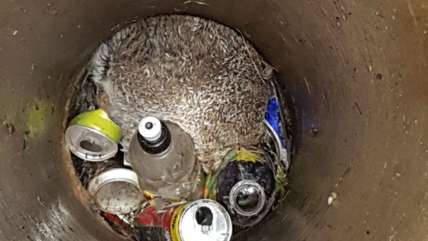 'Alice in Wonderland' rescue mission to save rabbit stuck down 6ft hole ...