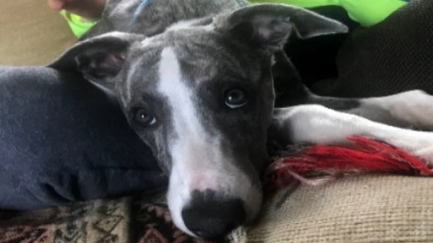 Missing whippet found dead | ITV News Channel